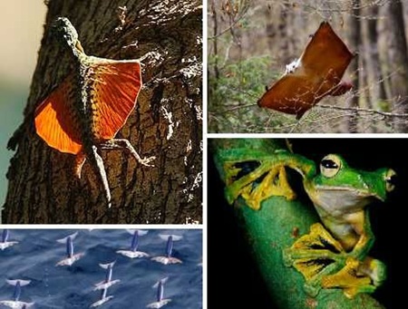 Alizul: 7 AMAZING WINGLESS FLYING ANIMALS
