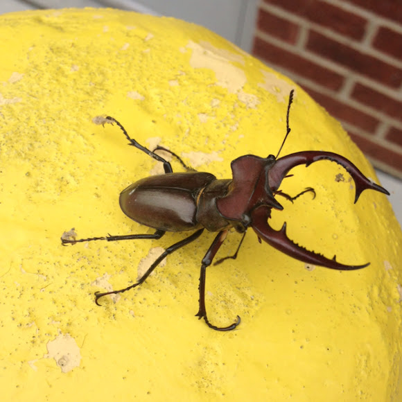 Elephant Stag Beetle | Project Noah