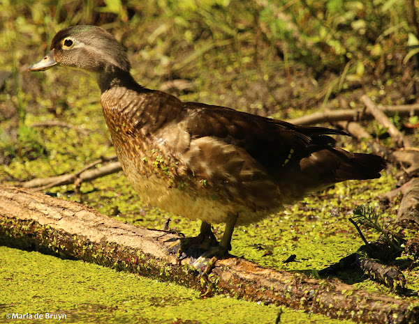Wood duck | Project Noah