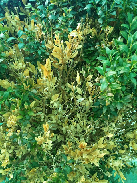 La Jardinera: Plagas y enfermedades del Boj (Buxus sempervirens)