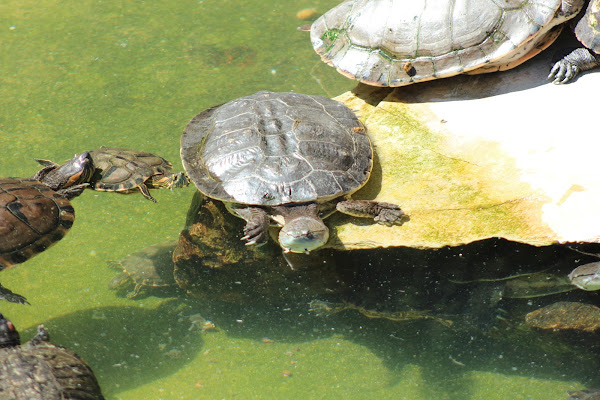 Hilaire’s Toadhead Turtle | Project Noah