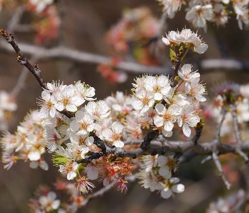 Mexican plum (Vascular Plants of Wild Basin) · iNaturalist
