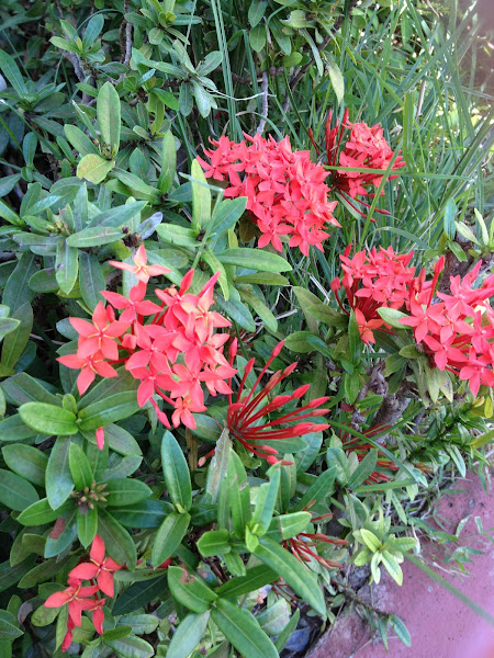 Ixora sp. | Project Noah