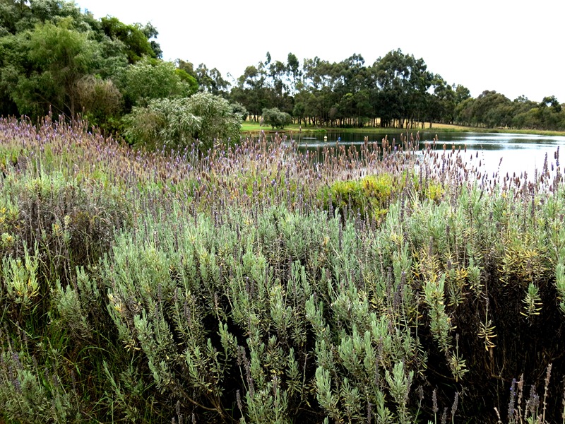 My J Babies: Family Holiday In Perth: Cape Lavender