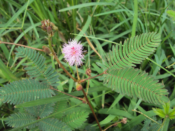 Sleeping Grass/Touch-me-not | Project Noah