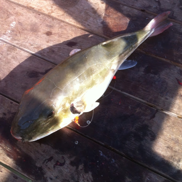 Rabbit fish, smooth puffer | Project Noah