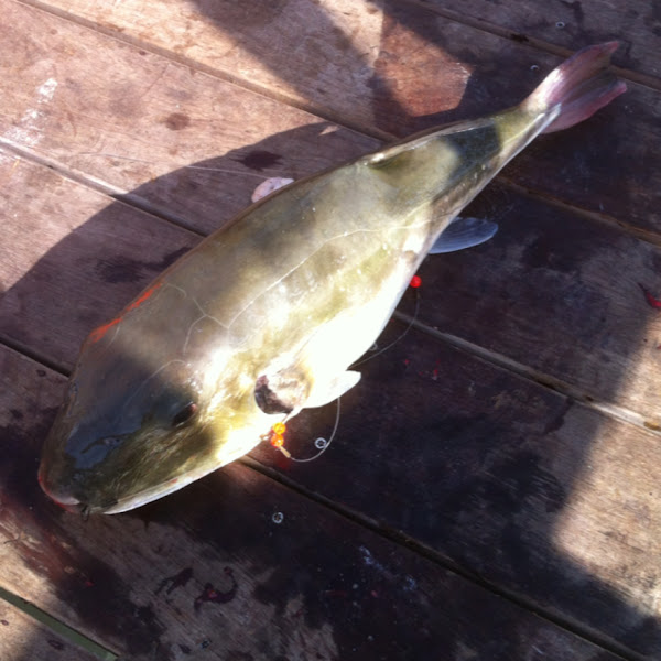 Rabbit fish, smooth puffer | Project Noah