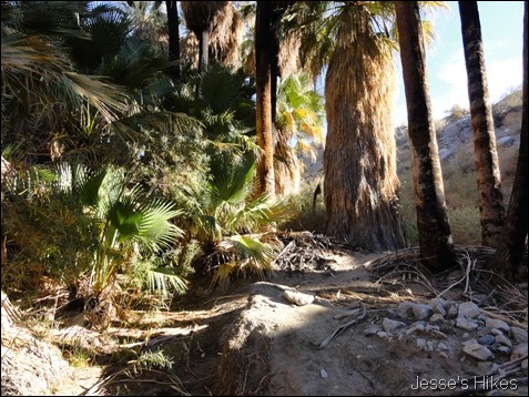 Pushawalla Palms Loop | Jesse's Hikes