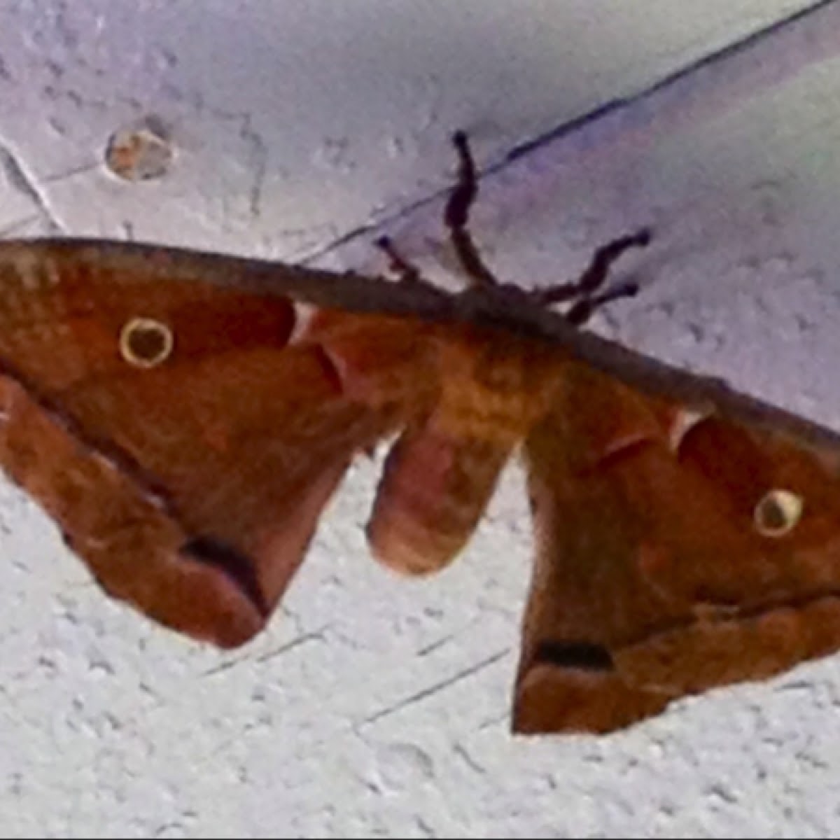 Polyphemus Moth | Project Noah