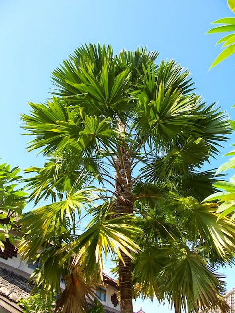 Jual Pohon Palem Sadeng Minyak Murah | Livistona Rotundifolia Palm ...