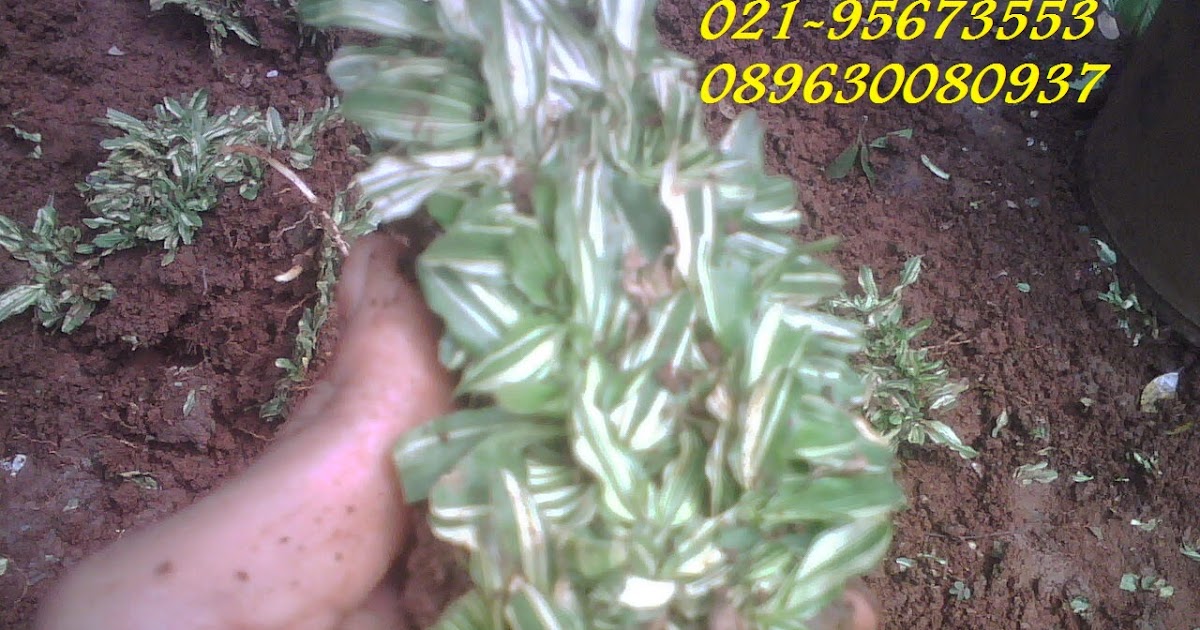 Jual Rumput Gajah Mini Varigata atau Rumput Gajah Mini Putih - Tukang ...