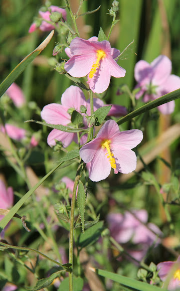 Salt Marsh Mallow | Project Noah