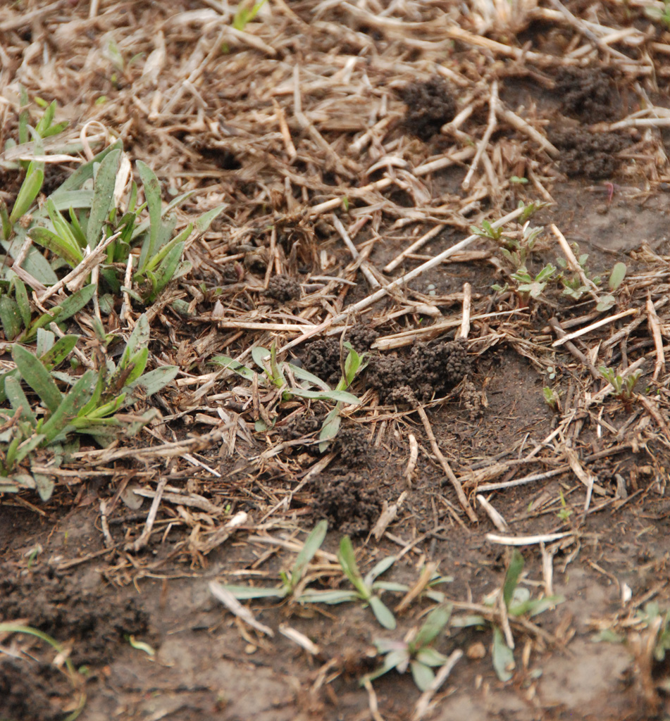 Gaia Garden: The Worms Crawl In, The Worms Crawl Out....