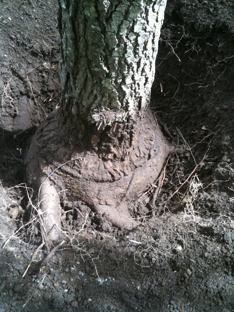 Girdling Roots