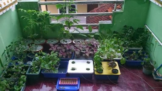 Ber-Hidroponik di Rumah - Budidaya Tanaman Hidroponik