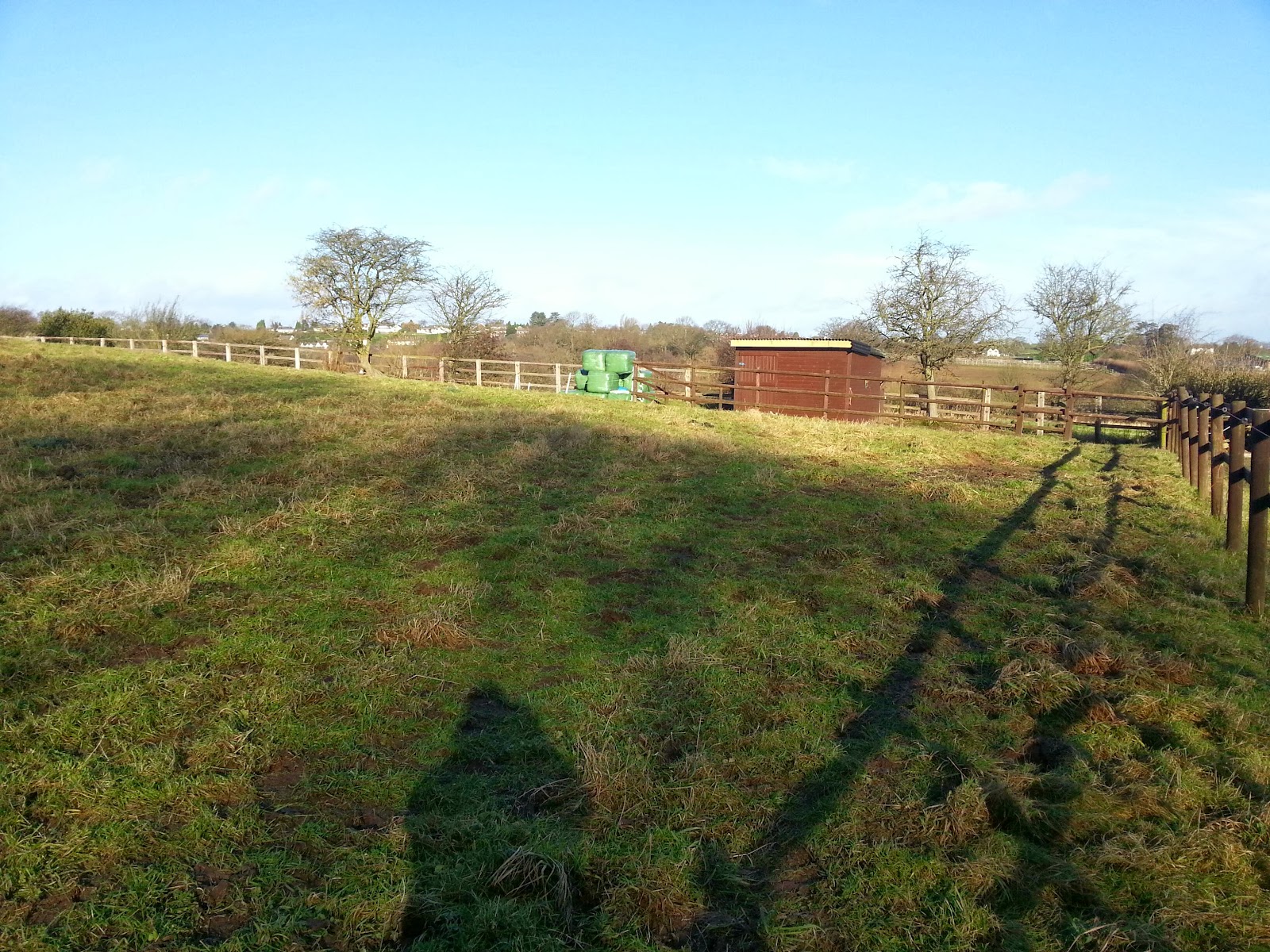 Pear Tree Paddocks: Top paddock today. Ponies in during the day this week