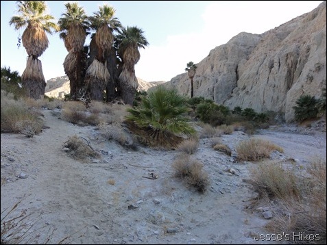 Pushawalla Palms Loop | Jesse's Hikes