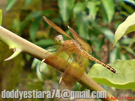 Capung Libellulidae: Neurothemis terminata