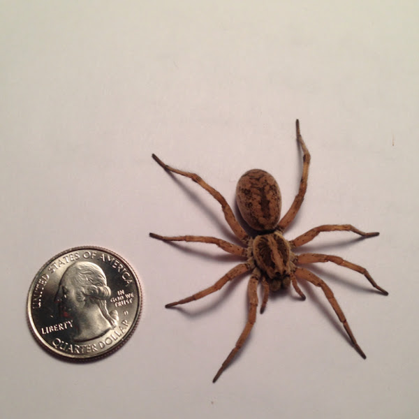 Field Wolf Spider | Project Noah