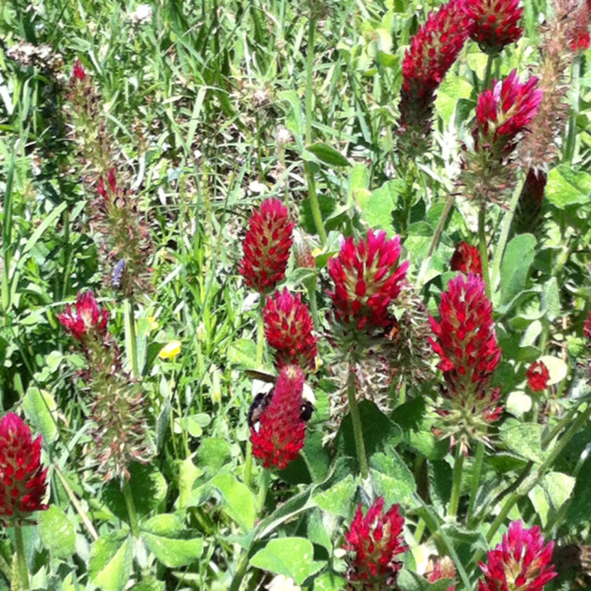 Crimson Clover | Project Noah