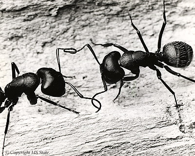 1 Picture A Week: How Do Ants Communicate