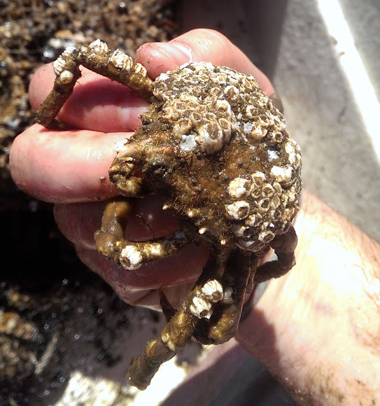 Common Spider Crab | Project Noah