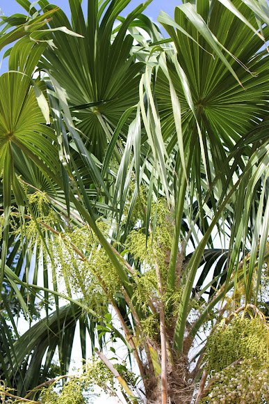 Guano or Chit Palm | Project Noah