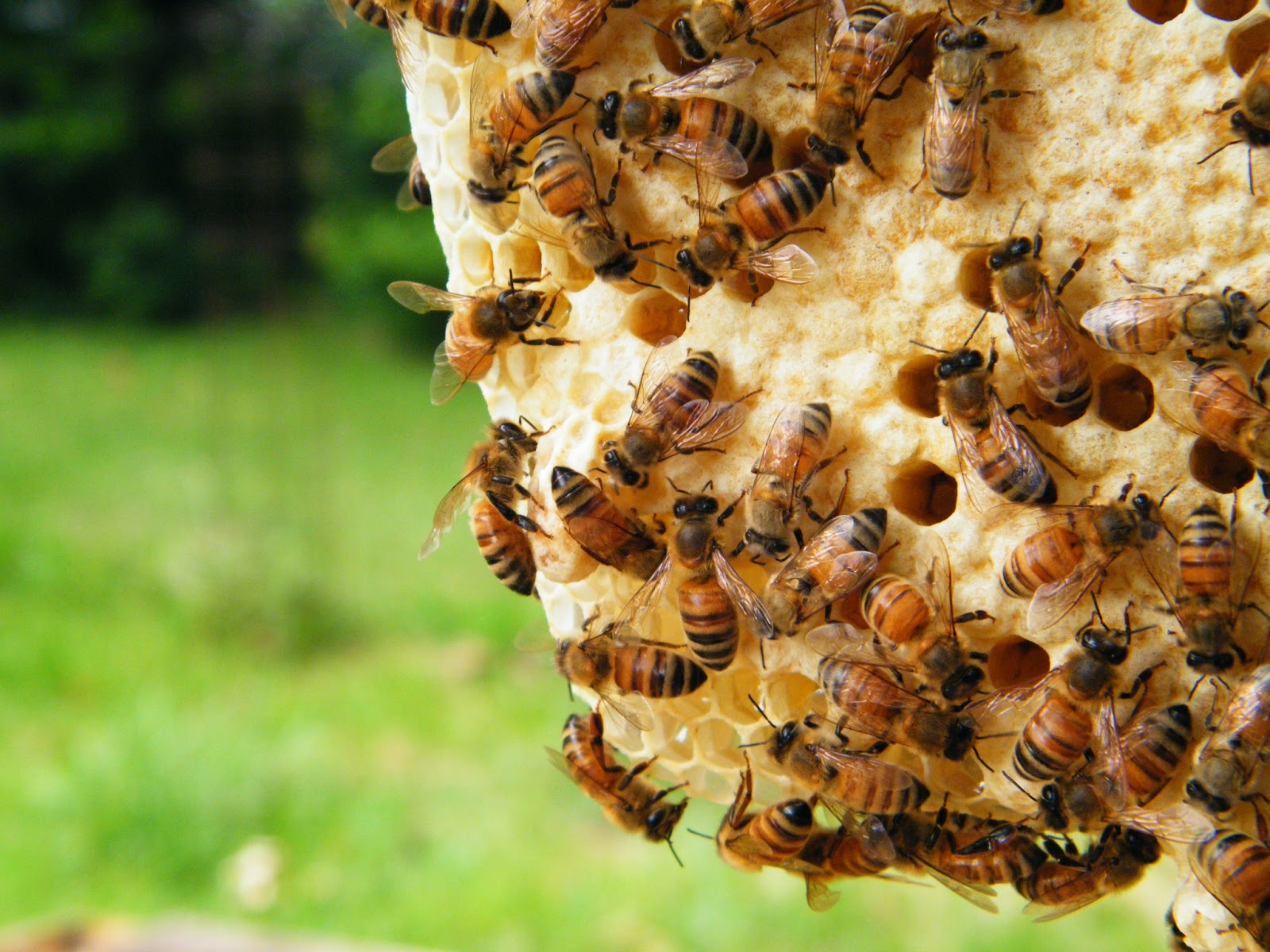 Butts Bees LLC & WonderBee Organics