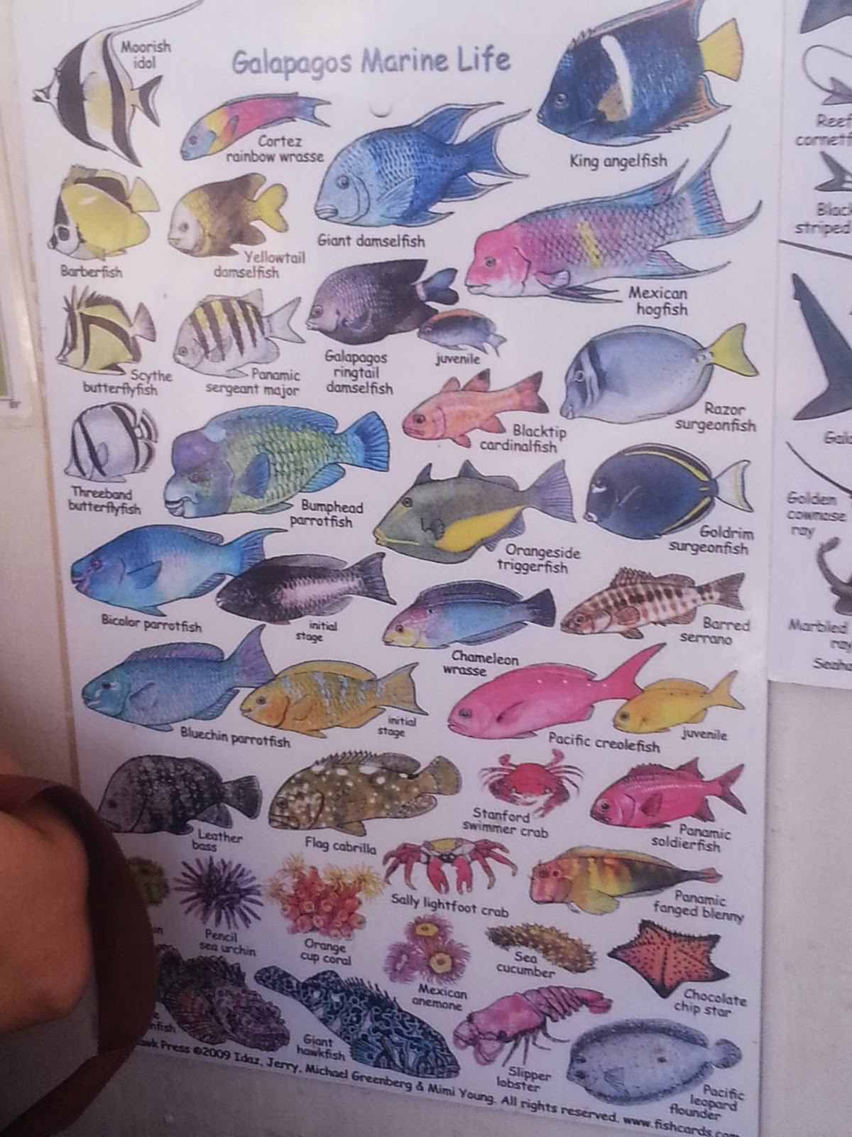 Travels: Mar 1 : Galapagos fish 2