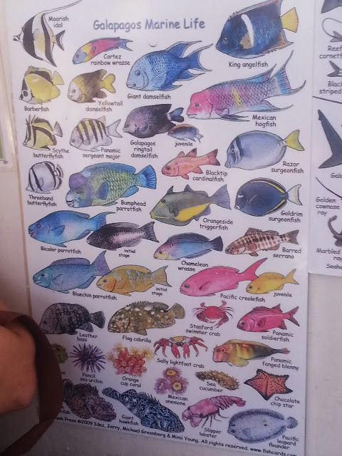 Travels: Mar 1 : Galapagos fish 2