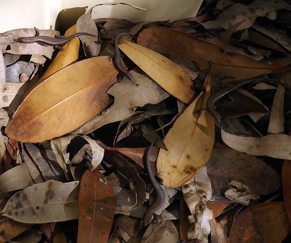 Delicate Skink | Project Noah