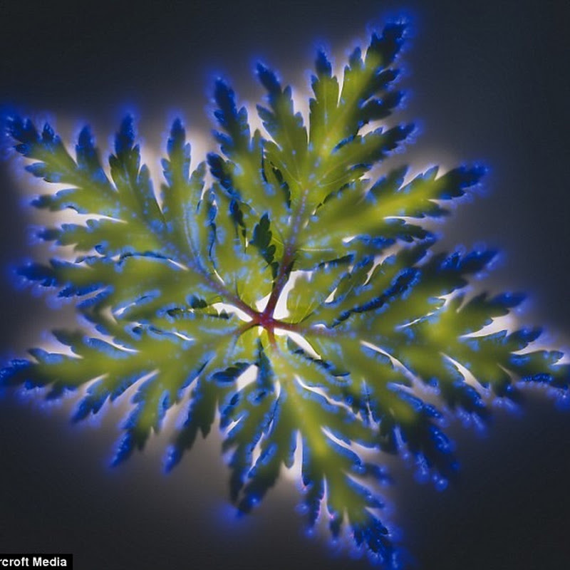 Arvind's: Electrifying Images of Electrocuted Flowers