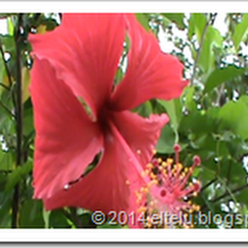 ELTELU: Inilah Sebab Yang Menjadi Dasar Dan Alasan Kenapa Bunga Ini ...