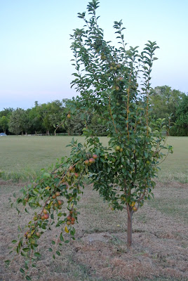 Moonglow Pear Tree - First Harvest!! | folia | Folia