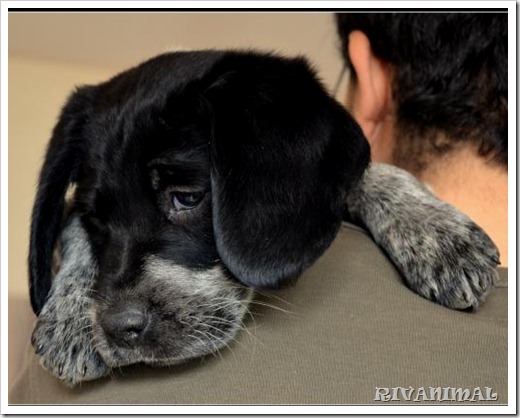 Perros, Gatos Y Viceversa: !!! ADOPTADO!!! PAM - CRUCE DE COCKER Y BRETON