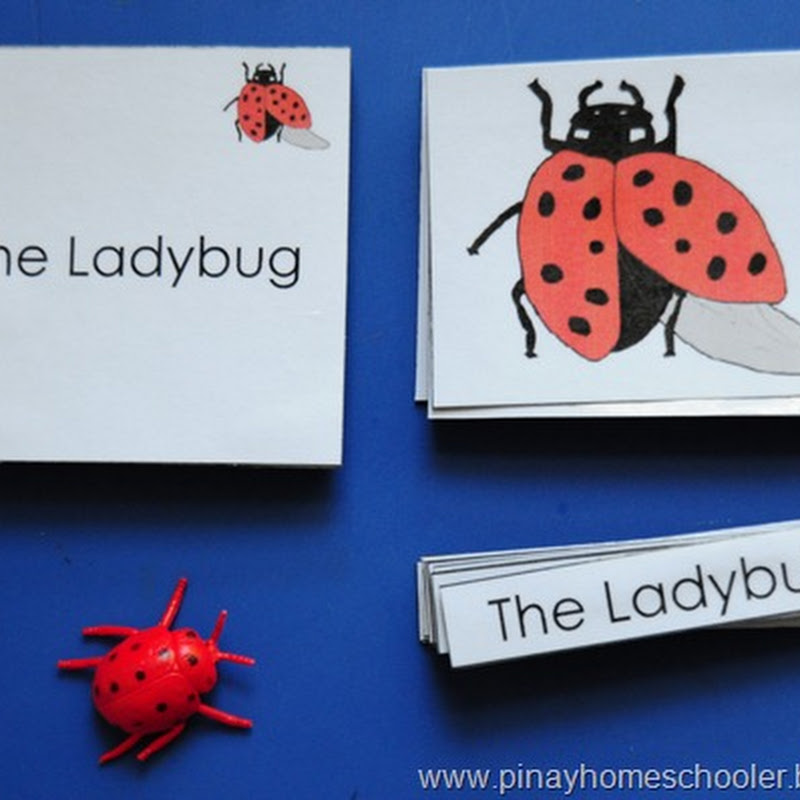 Parts of a Ladybird | The Pinay Homeschooler