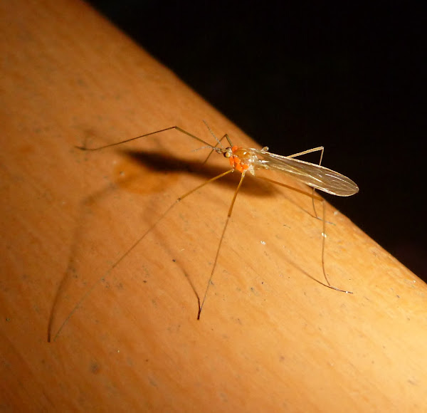 Crane Fly with Mites | Project Noah