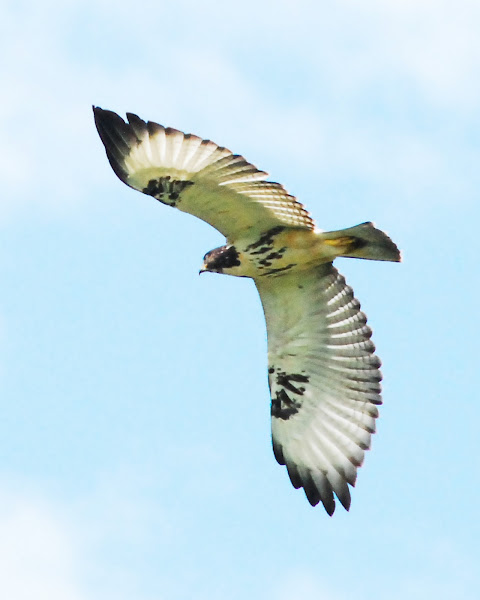 African Hawk Eagle | Project Noah