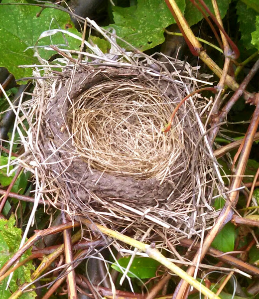 Bird Nest | Project Noah