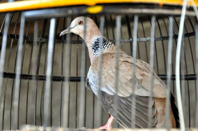 Kutu Baca: Perbedaan Cuhu dan Kulhu( F1 blaster)