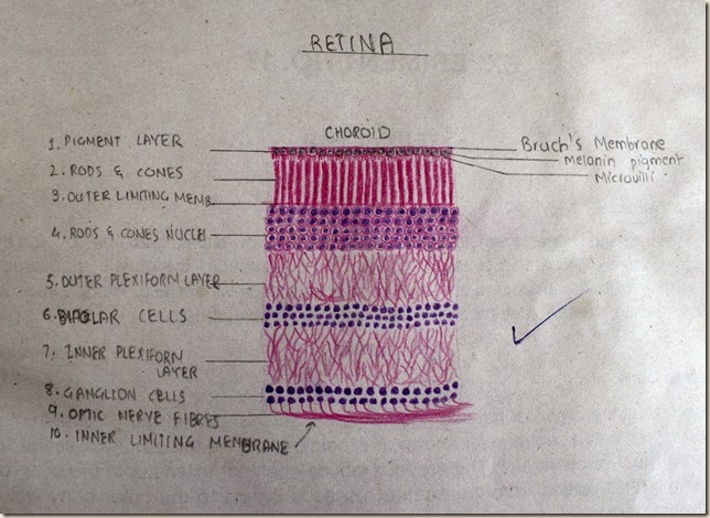 Histology Slides Database: January 2014