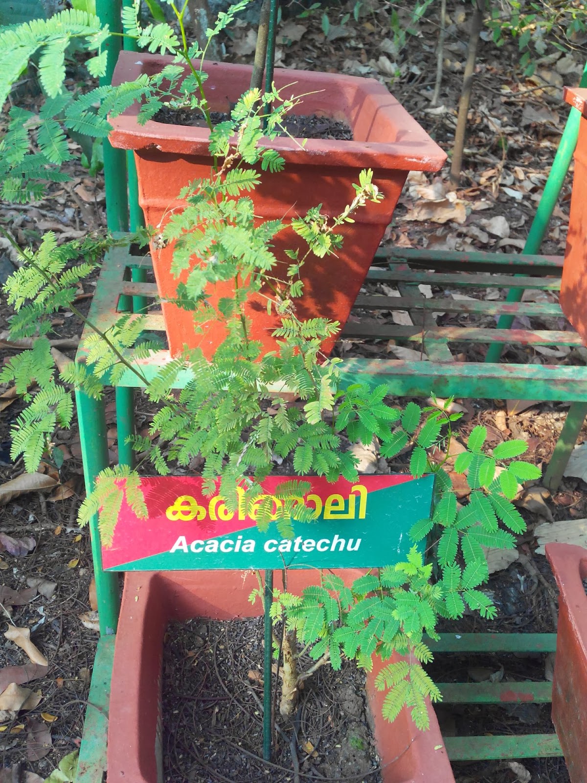 Ace Keralam: Karingali- Acasia catechu