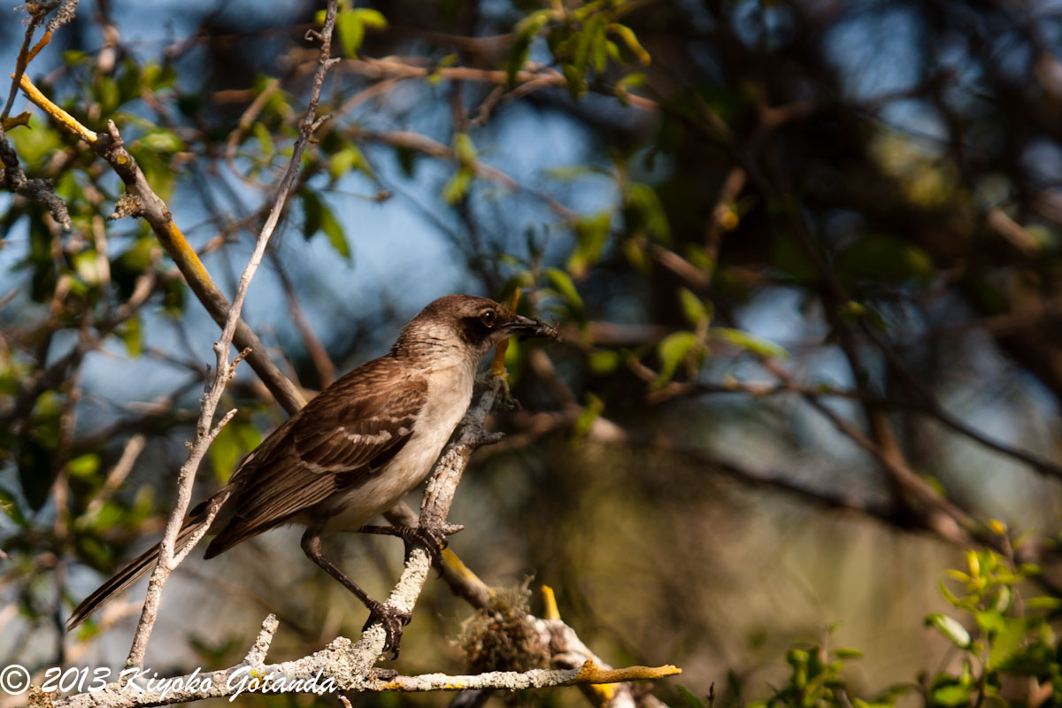 The Galápagos Islands: Bird Food