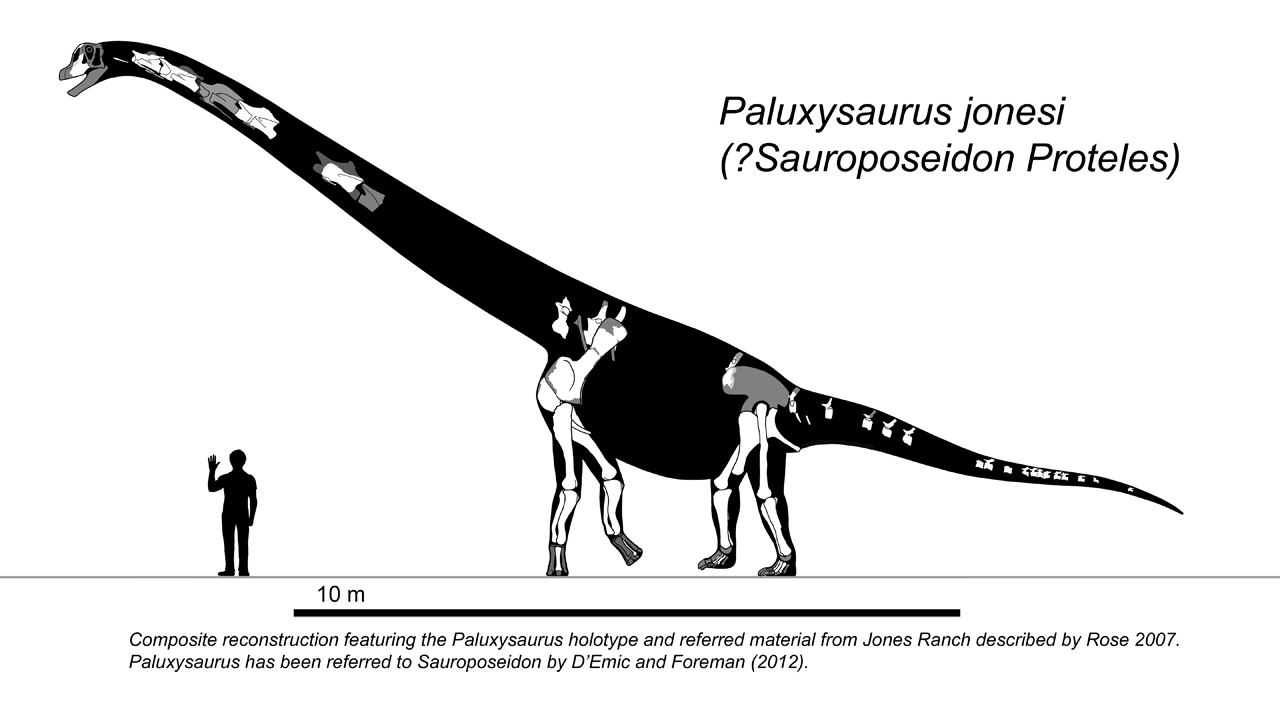 Dinosauria: Sauroposeidon > Paluxysaurus