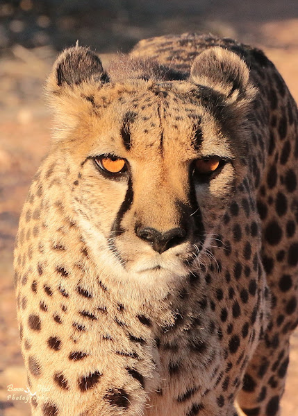 Cheetah | Project Noah