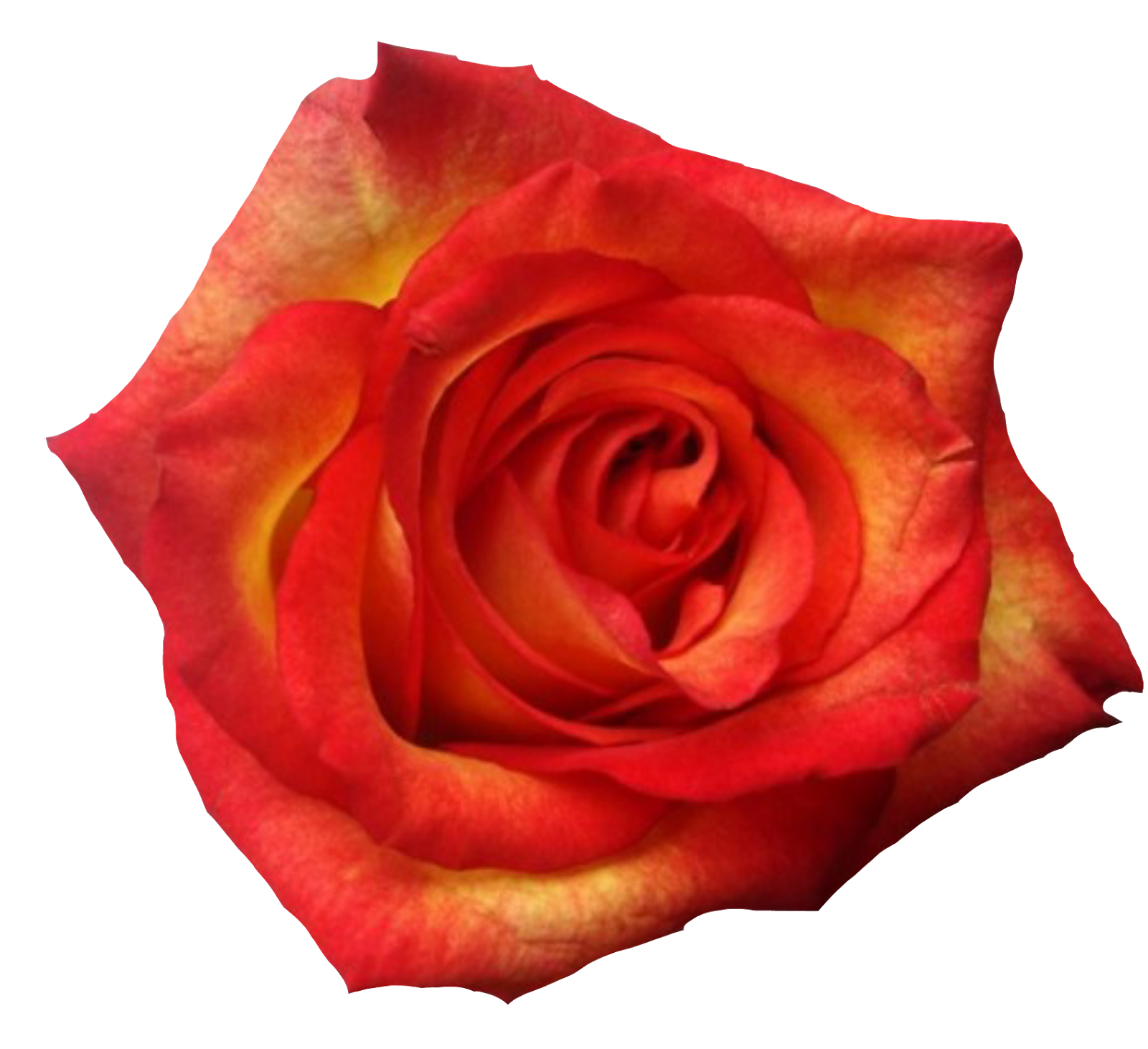 el jardin de rossy: rosas png