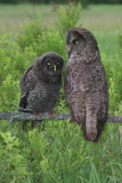 Great Grey Owl | Project Noah