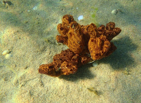 mar menor mar mayor: Botryllus leachi