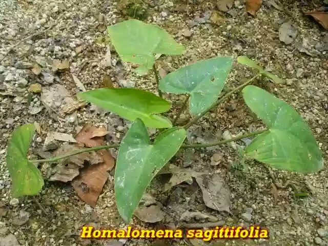 Segar Minda: Jenis Rumpai Yang Di Kawal