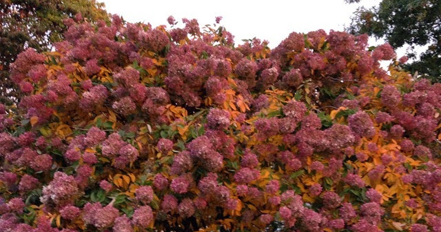 Winter Prepping With Handi-Treads - Danks and Honey